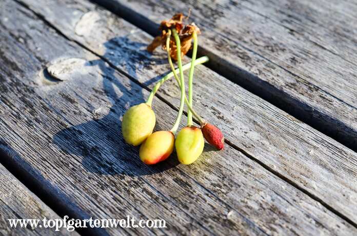 Kirschen fallen vorzeitig ab | Röteln oder Junifall beim Kirschbaum ...